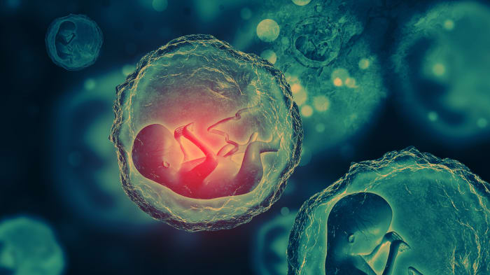 Principles of Teratology: From the Historical Perspective to the Modern ...