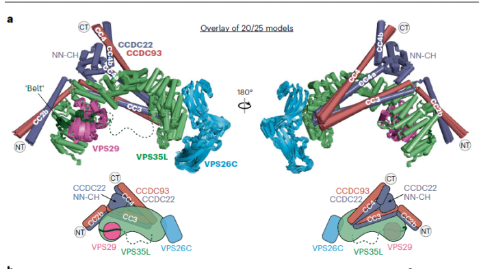 Structural organization of the retriever–CCC endosomal recycling ...