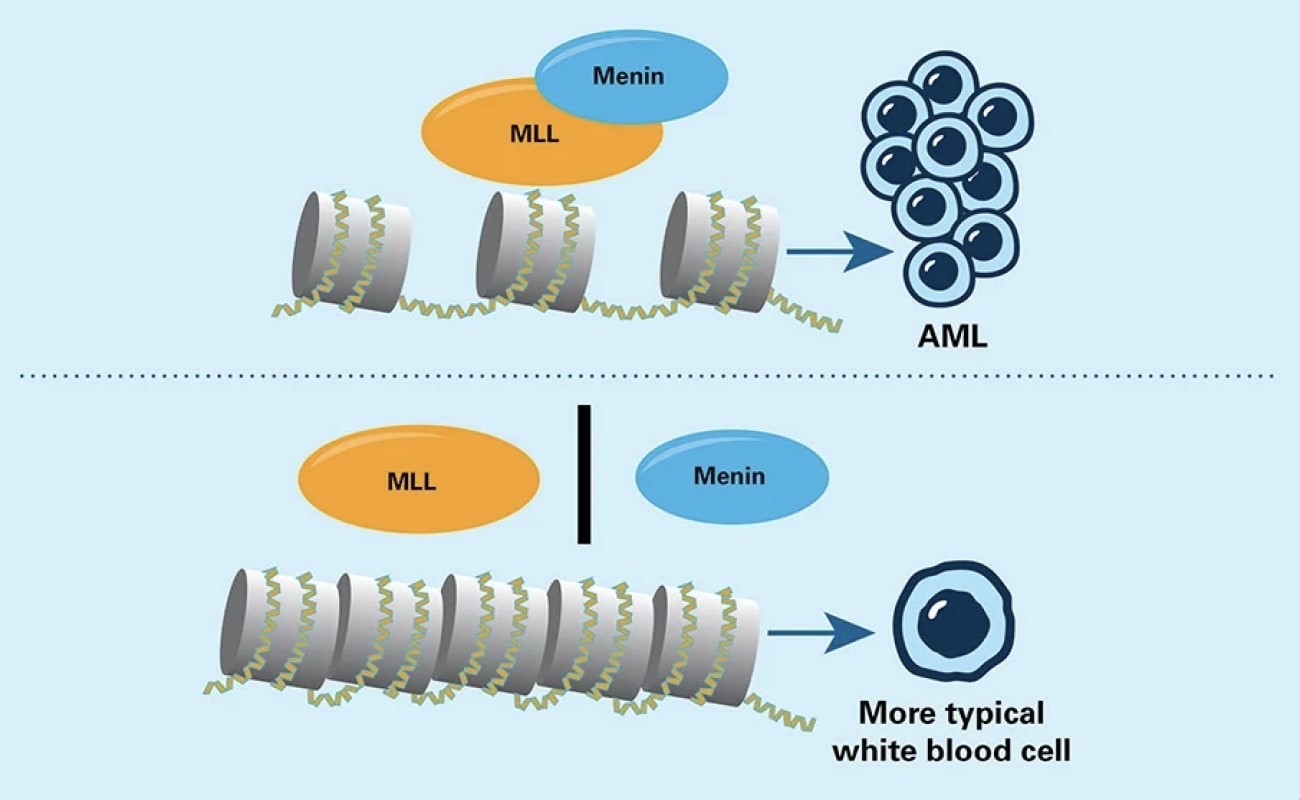 Unraveling the Menin Mystery to Halt Cancer Growth - Dana-Farber