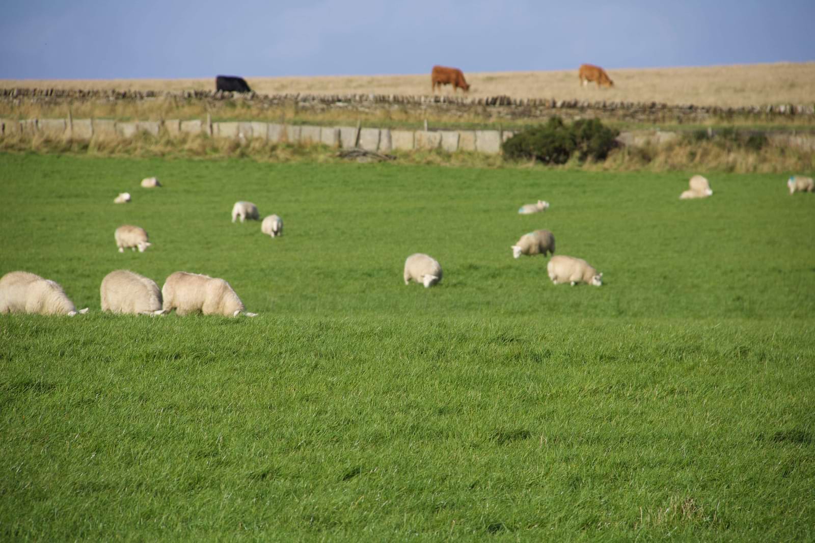 Agistment Agreements – Wintering & Writing | Brodies LLP