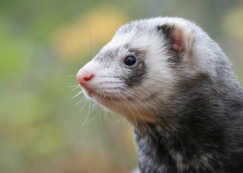 Can a ferret live outside? Ideal outside temperature, hot and cold ...