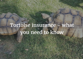 Tortoise behaviour - ExoticDirect