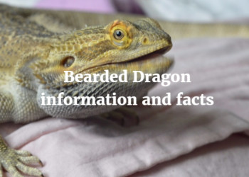 Bearded Dragon shedding - ExoticDirect