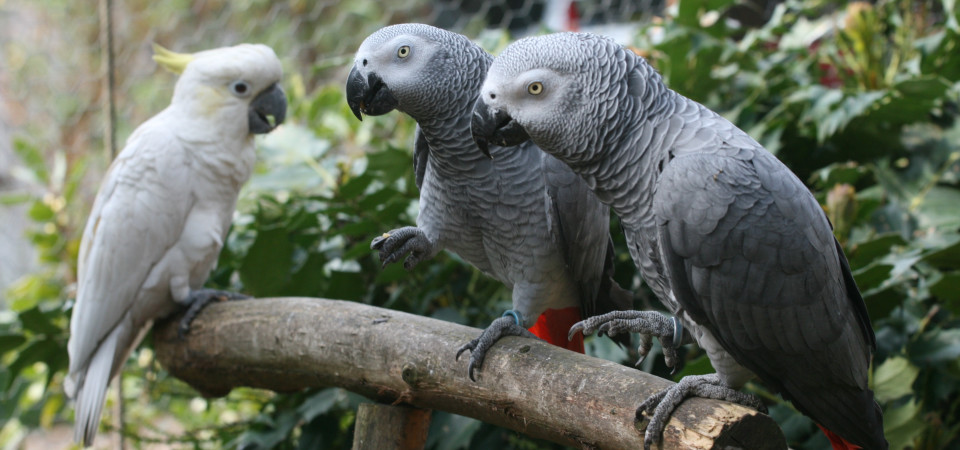 Bird Diseases | peacecommission.kdsg.gov.ng Bird Diseases | peacecommission.kdsg.gov.ng