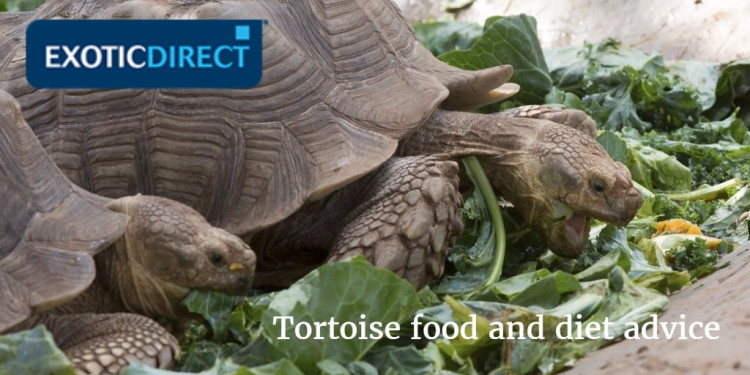 Tortoise food and diet advice - ExoticDirect