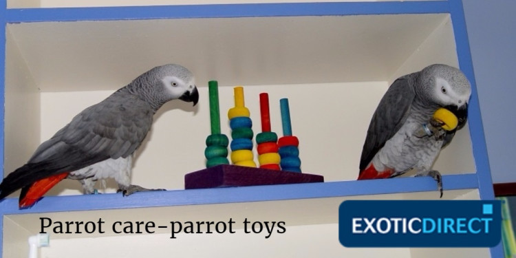 Parrot care - a guide to caring for your parrot - ExoticDirect