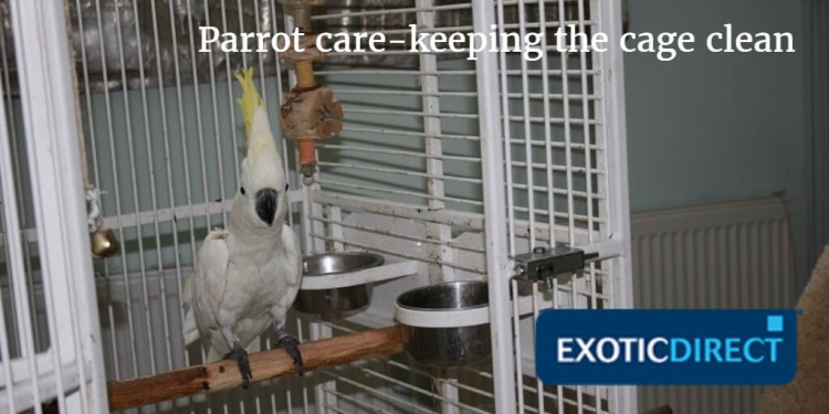 Parrot care - a guide to caring for your parrot - ExoticDirect