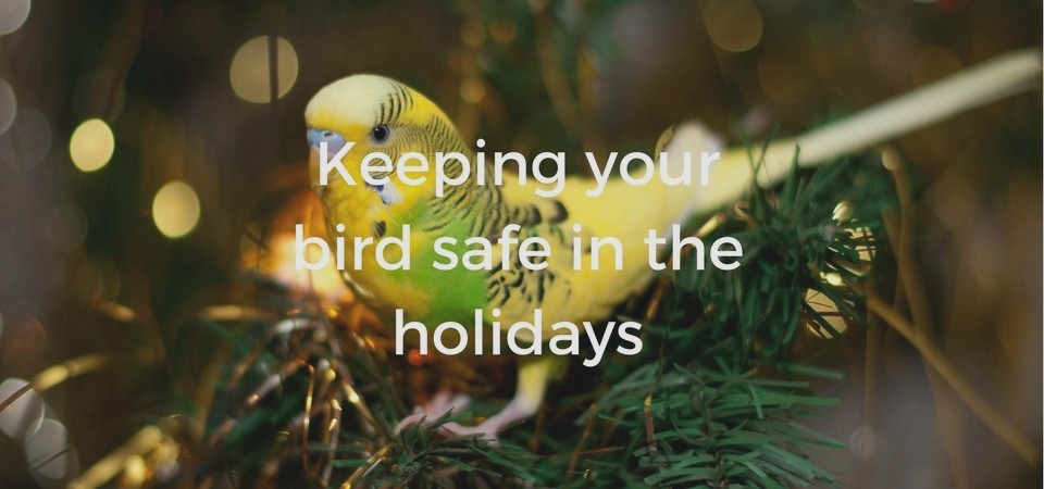 Bird safety - keeping your bird safe at Christmas - ExoticDirect