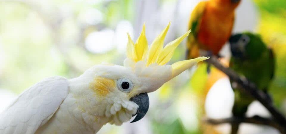 Uva Uvb Light Bulbs For Birds | Shelly Lighting