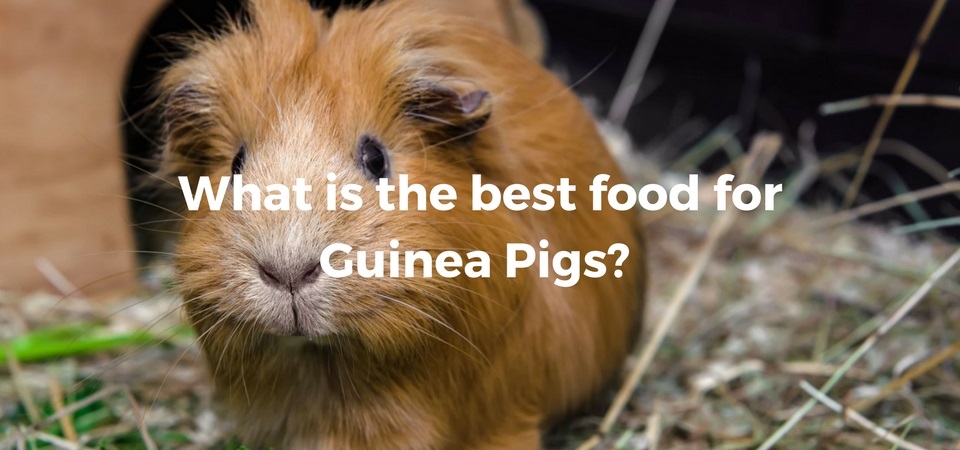What is the best food for Guinea Pigs? - ExoticDirect