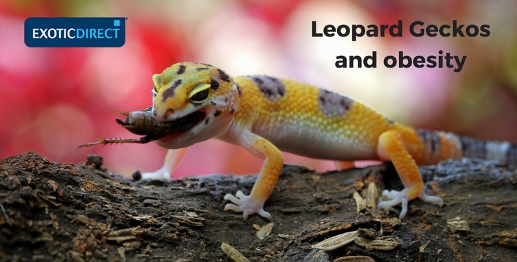 Leopard Gecko food and diet advice - ExoticDirect