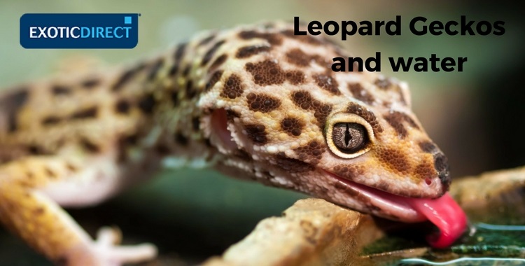 Leopard Gecko food and diet advice - ExoticDirect