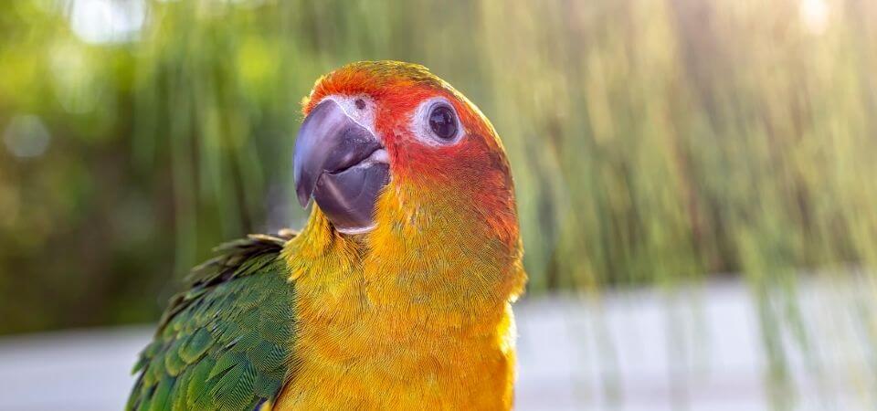 Foster Bird insurance from Exotic Direct - ExoticDirect