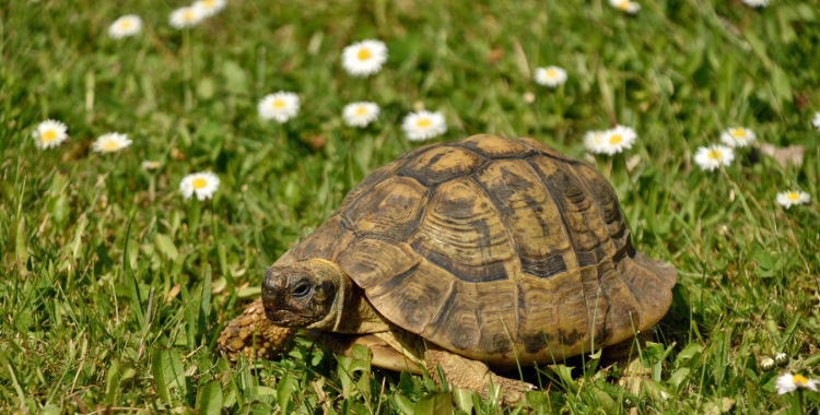 How do I hibernate my tortoise? A tortoise hibernation guide - ExoticDirect