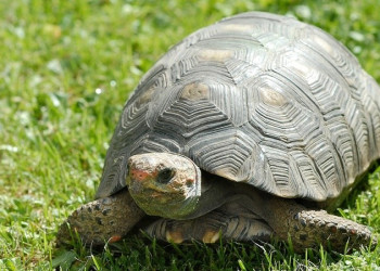 Tortoise food and diet advice - ExoticDirect