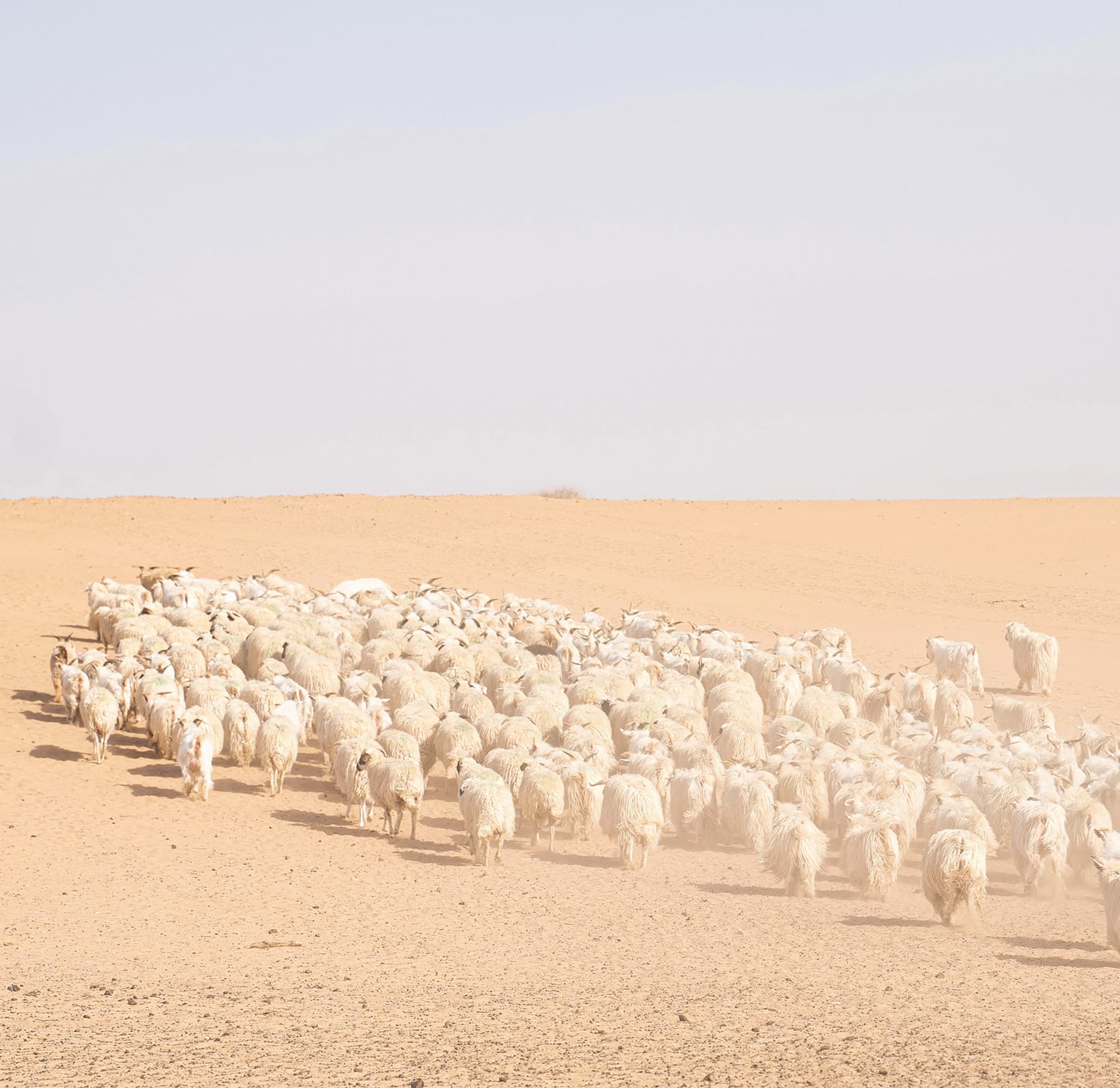 Cashmere: origins and processing | Brunello Cucinelli