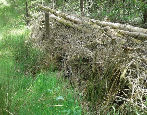 dead hedge | Bulworthy Project