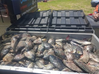 Tilapia - a pest fish | bunch