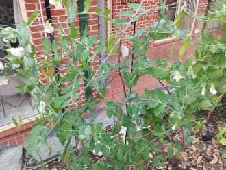 Growing Snow Peas - easy as 1, 2, 3! | bunch