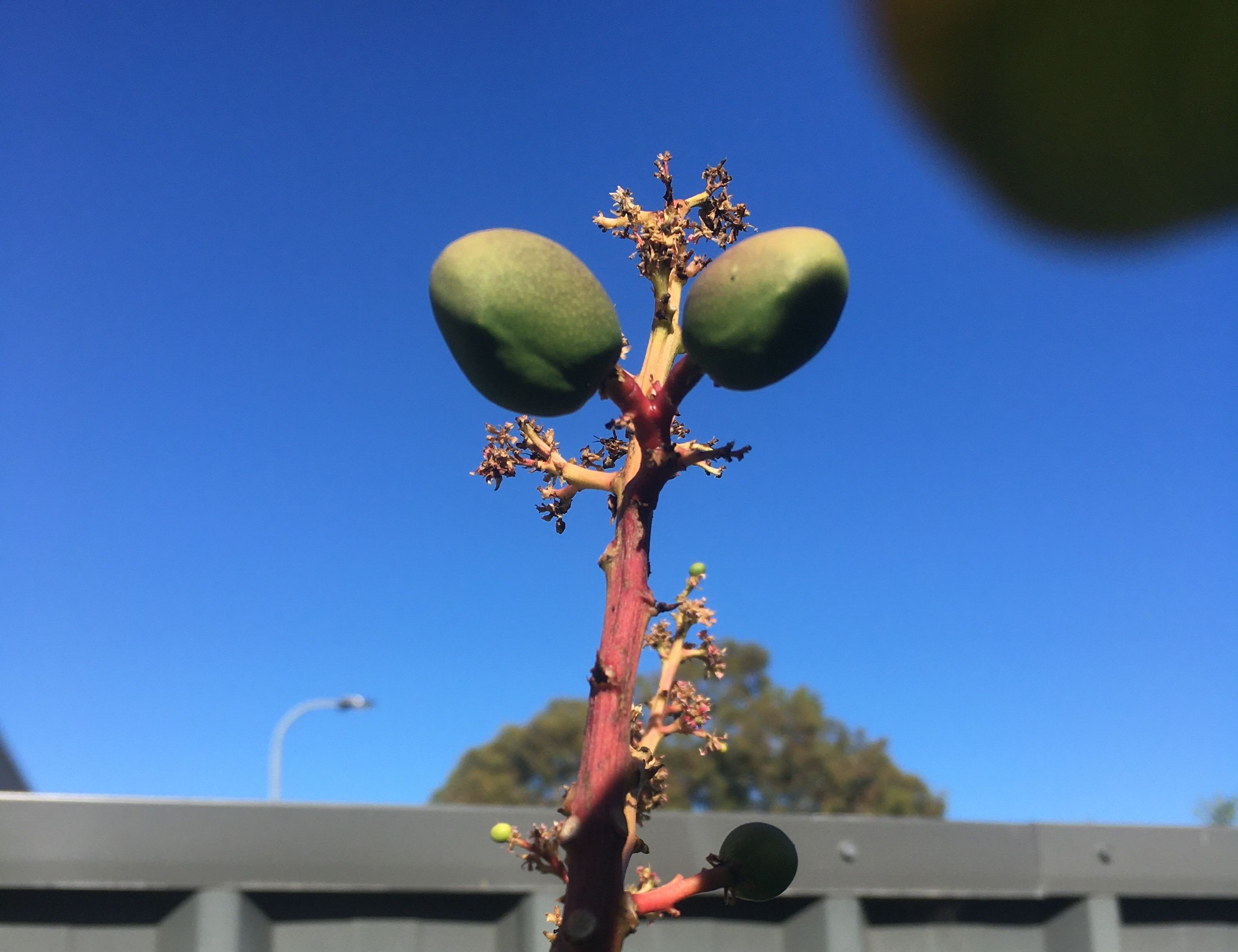 Mango tree in bloom | bunch