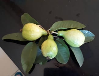 Guava Fruit! | bunch