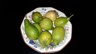 Guava Fruit! | bunch