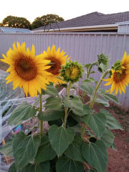 Sunflowers the symbol of faith | bunch