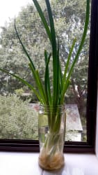 Regrow your Spring Onions! | bunch