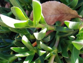 Bush Tucker In Our Garden, On Our Plates | bunch