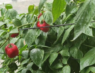 The Chilli Way | bunch