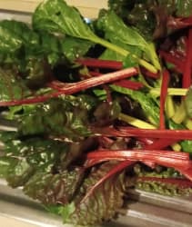 Freezing swiss chard | bunch