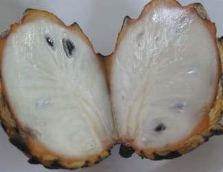 Lemon Meringue Fruit | bunch
