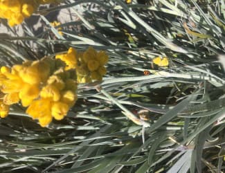 Conostylis candicans | bunch