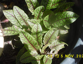 Raspberry Vinaigrette Sorrel | bunch