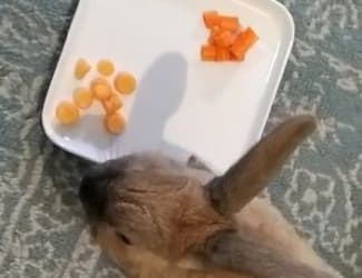 Rabbit Reviews Macro Organic Carrots VS Home Grown | bunch