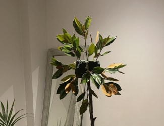 Make your own tall topiary tree | bunch