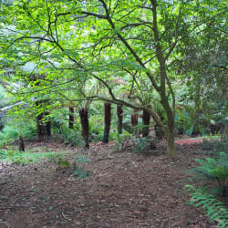 Dandenong Ranges Botanic Gardens in Olinda | bunch