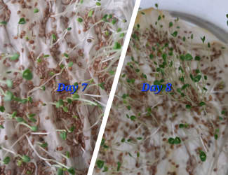 How I have used my Chia Seeds samples | bunch