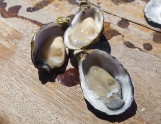 Port Lincoln and Oyster Farm | bunch