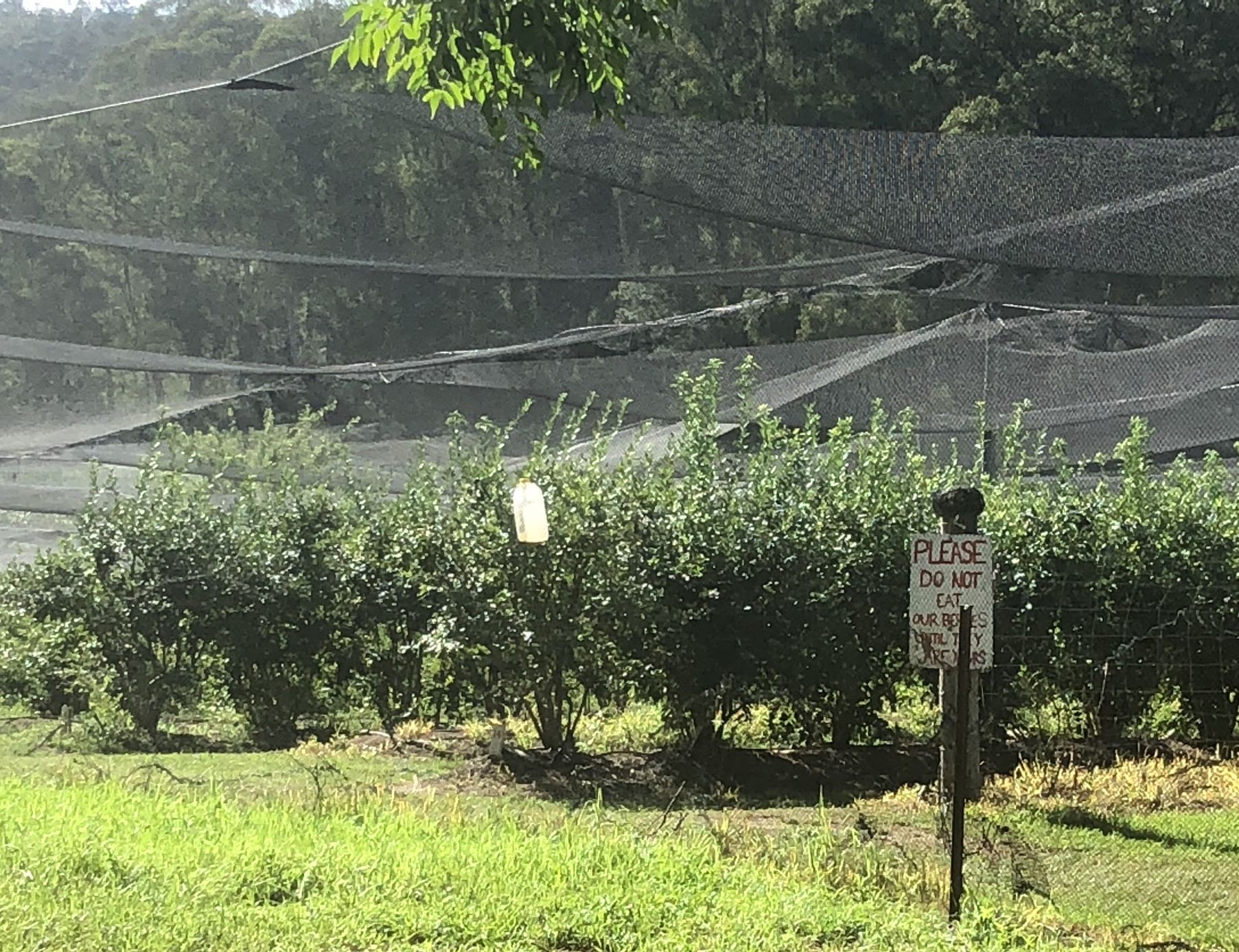 Berry Picking: Summer Holiday Fun! | bunch