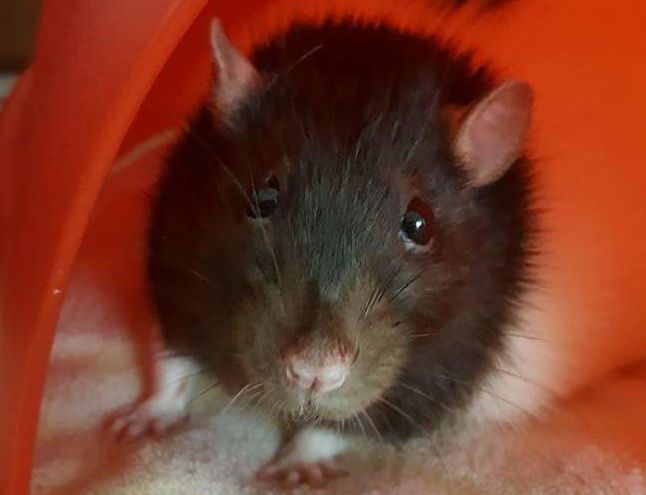 How adopted rats changed my diet! | bunch