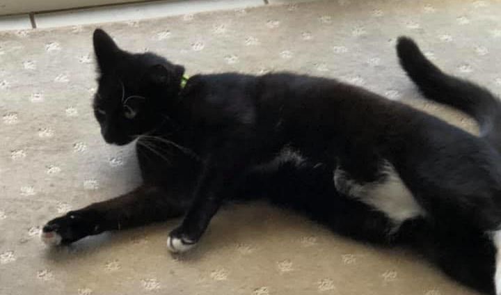 Pets are Amazing | bunch