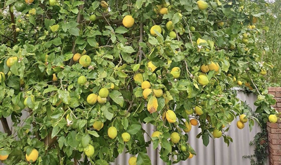 Lemons and their wonderful uses! | bunch