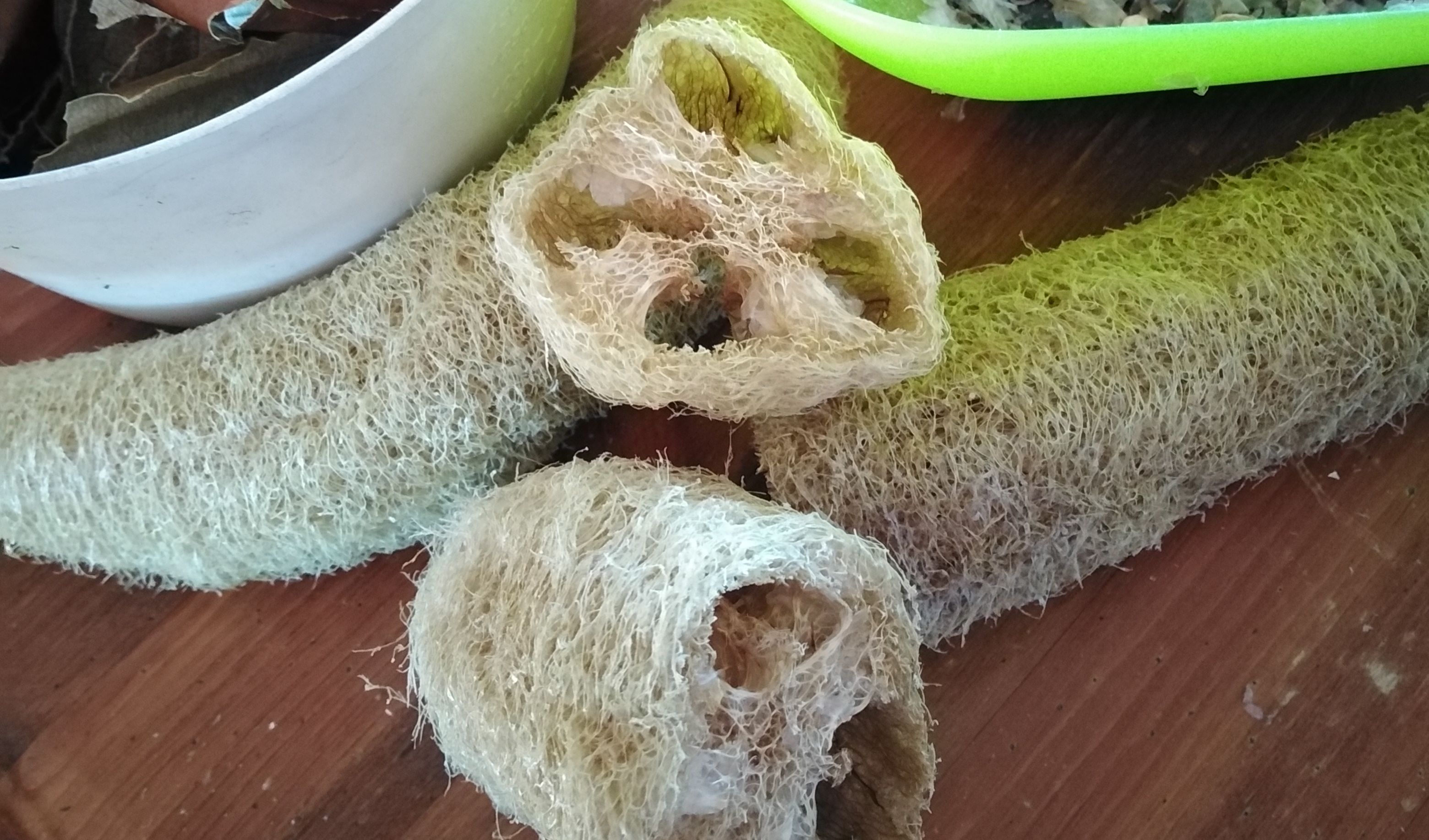 Loofah | bunch