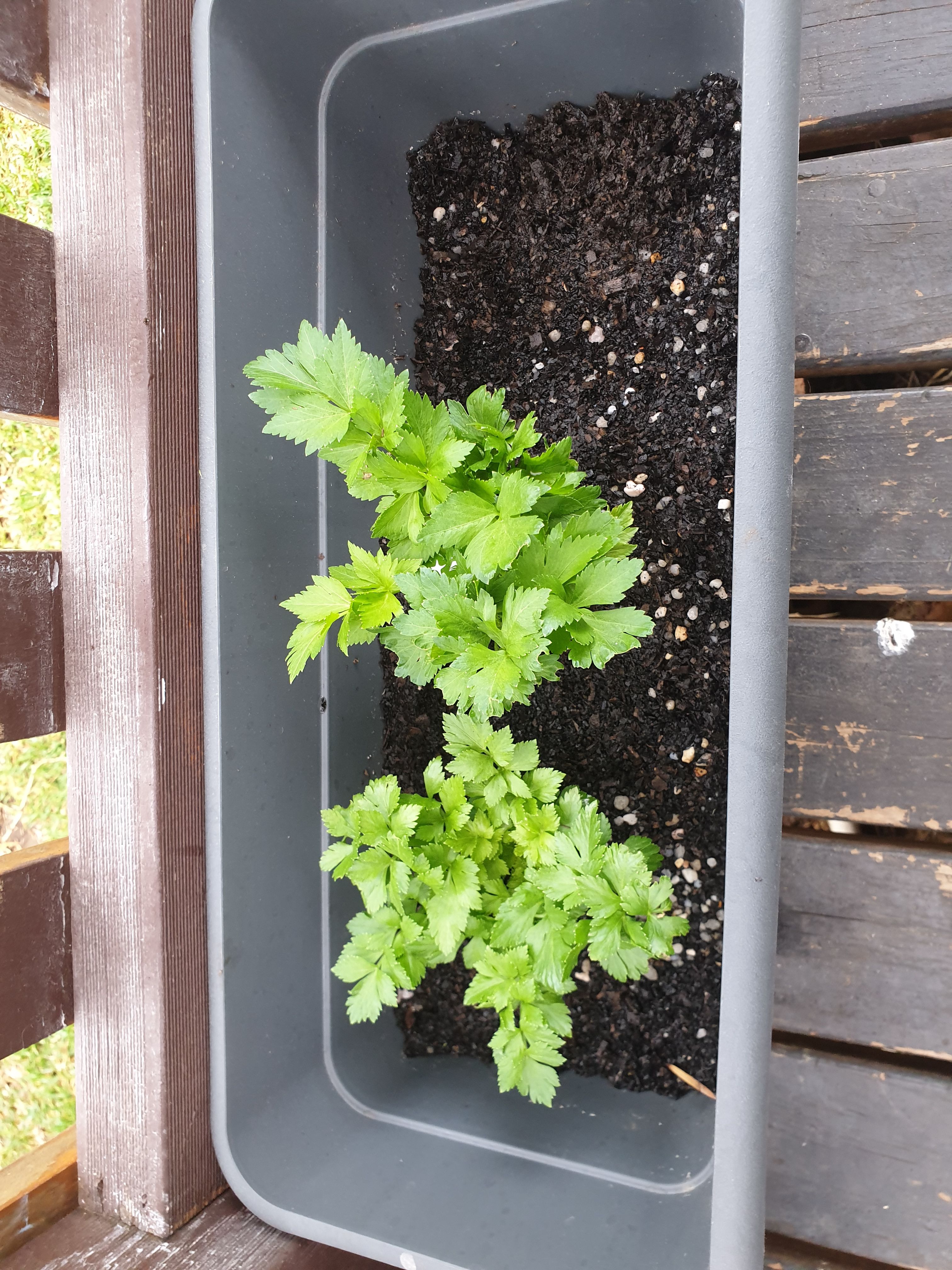 Growing your own produce | bunch