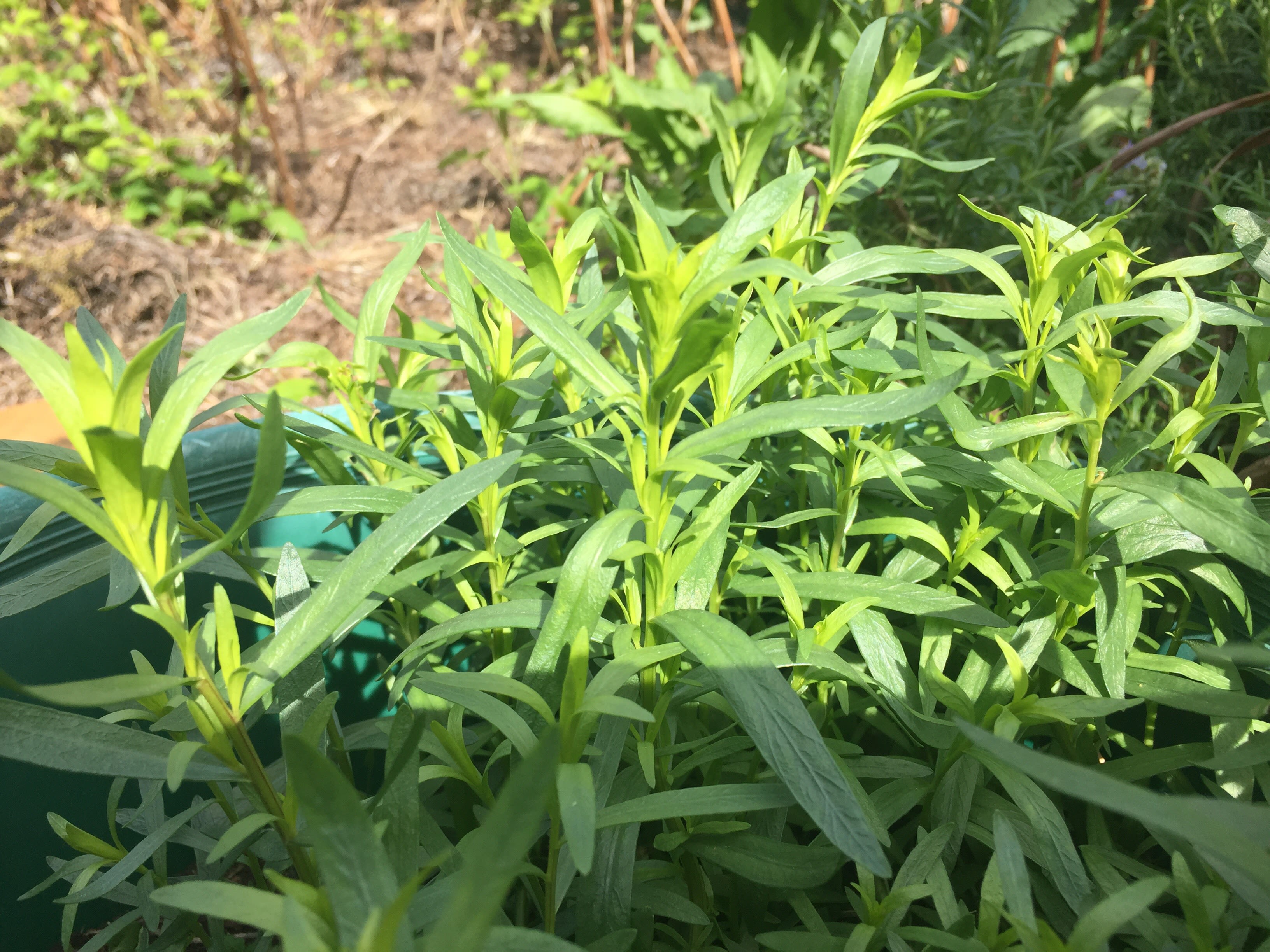 Tarragon time | bunch