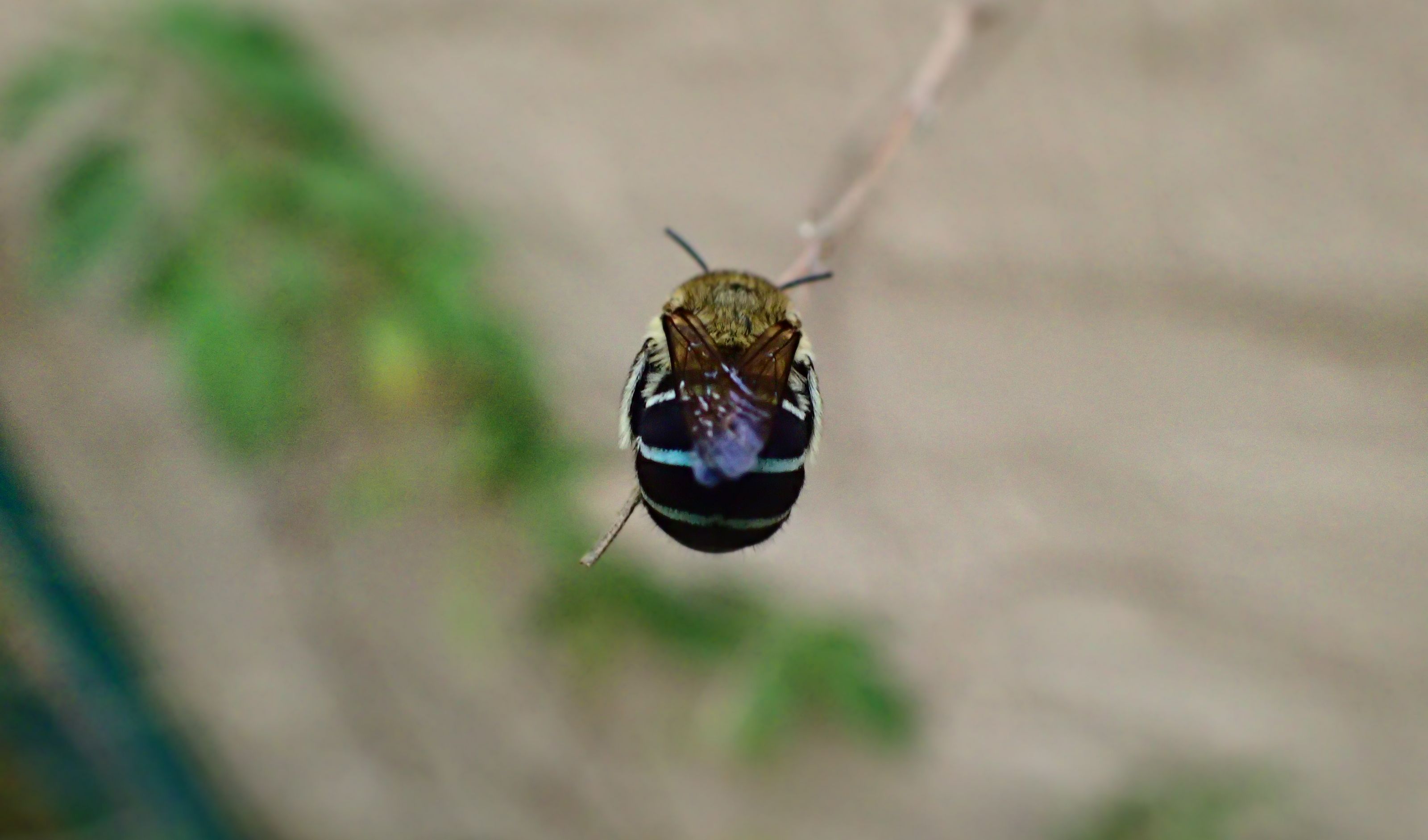 My resident bee | bunch