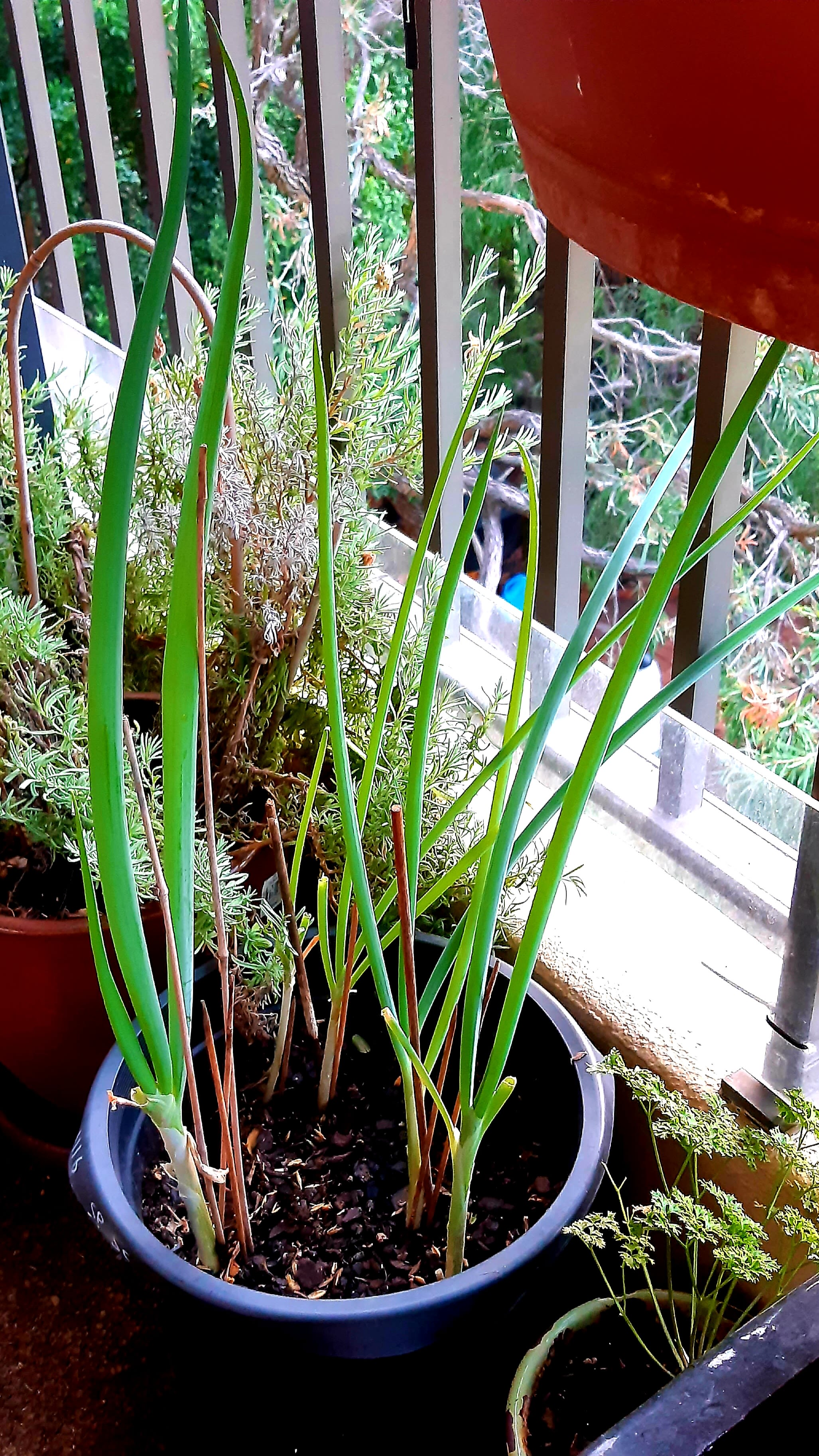 Regrow your Spring Onions! | bunch