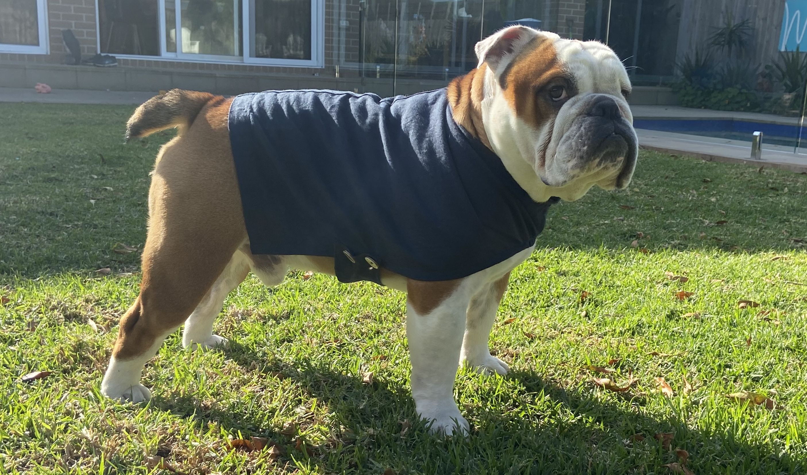 From Daggy to Doggy | bunch