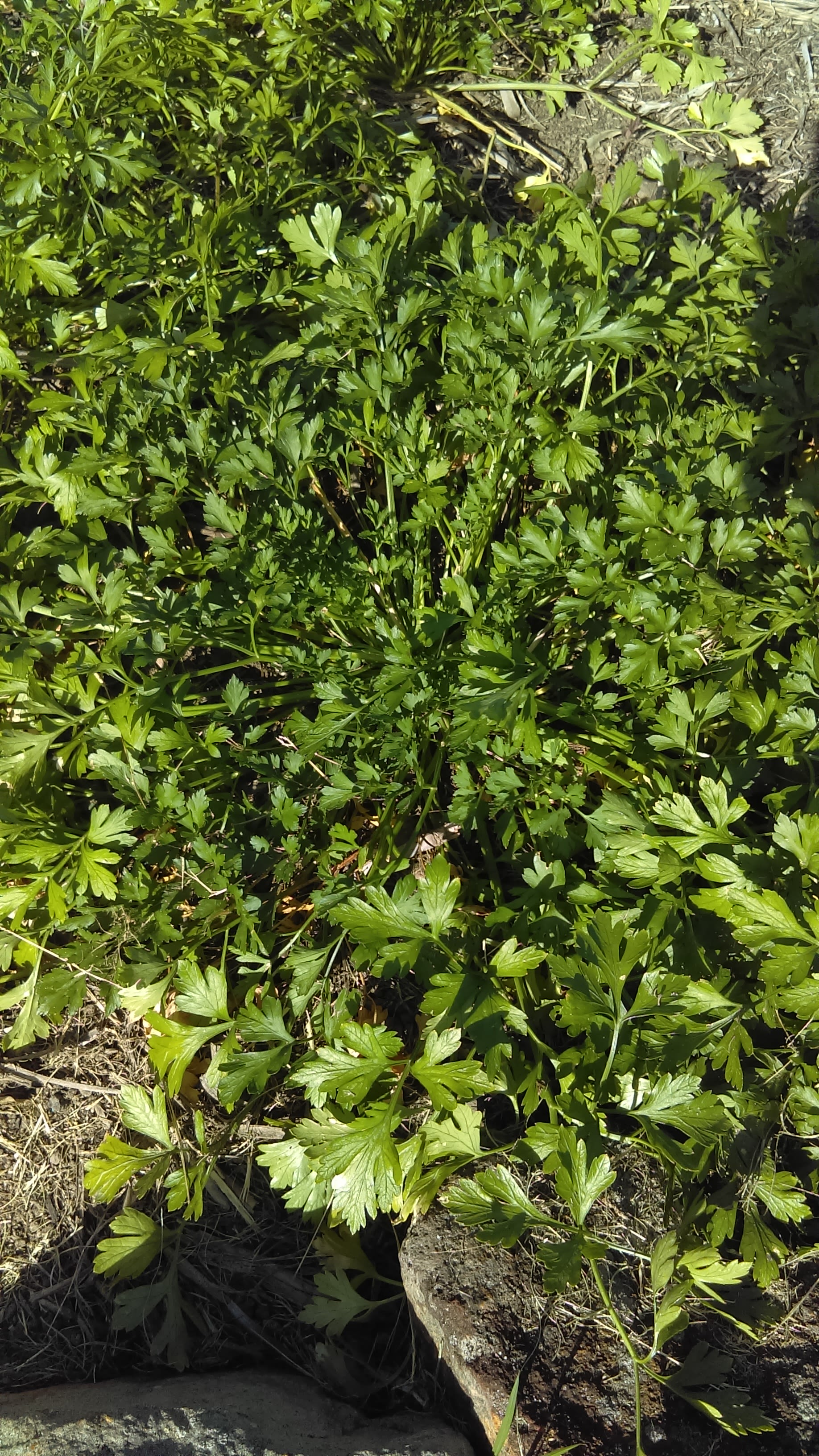 Parsley and it's history. | bunch